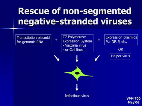Ppt Reverse Genetics Of Rna Viruses Powerpoint Presentation Free Download Id 254190