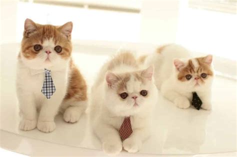 Kucing Paling Comel Koleksi Gambar