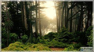 Ecosystem Dynamics Definition And Examples Biology Online Dictionary