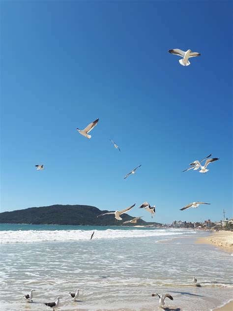 Praia Beach Santa Catarina Foto Gratuita No Pixabay Pixabay