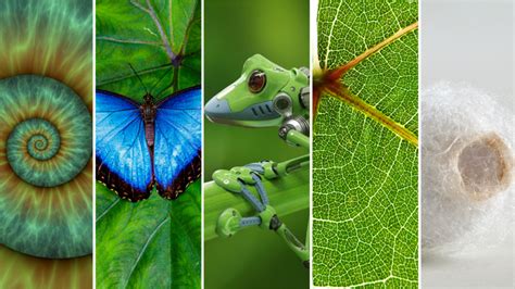 Clone Biology Simple