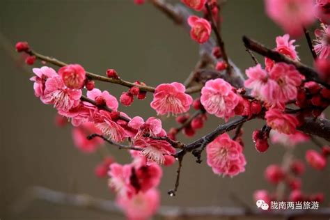 三月梅花红似火 红似火 大山谷图库