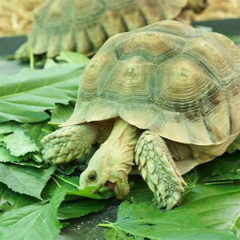Sulcata Tortoise Proper Diet