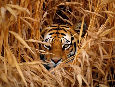 Premium Ai Image Tiger Hiding In Tall Grass