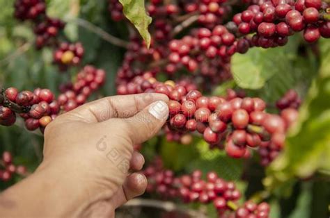 手农场主采摘咖啡豆采用指已提到的人植物图片 包图网企业站