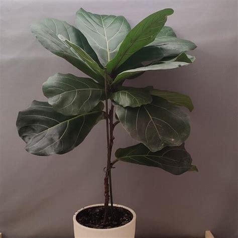 Фикус лировидный комнатное растение для дома и офиса в керамическом горшке Живые растения в