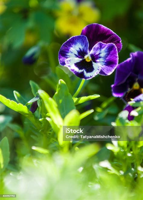 팬 지 꽃입니다 두 여름 및 겨울 꽃 종류와 풍부한 색상에 꽃과 함께 인기 있는 재배 비올라 계절에 대한 스톡 사진 및 기타 이미지 Istock
