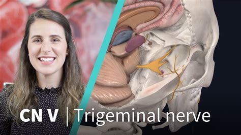 Trigeminal Nerve Brainstem