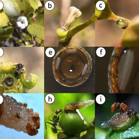 The Antplantpredatory Fly System Cordiera Elliptica Flower ~ 10 Mm