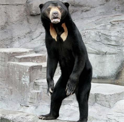 753 Best Sun Bear Images On Pholder Bears Awwducational And Aww