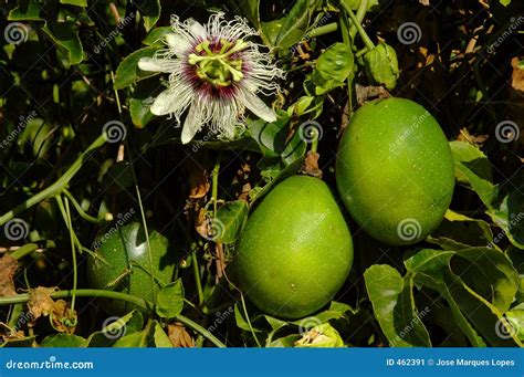 Passiflora Edulis Passion Fruits Stock Image Image Of Passiflora