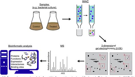 Affinity Chromatography Technique At Nigel Nix Blog