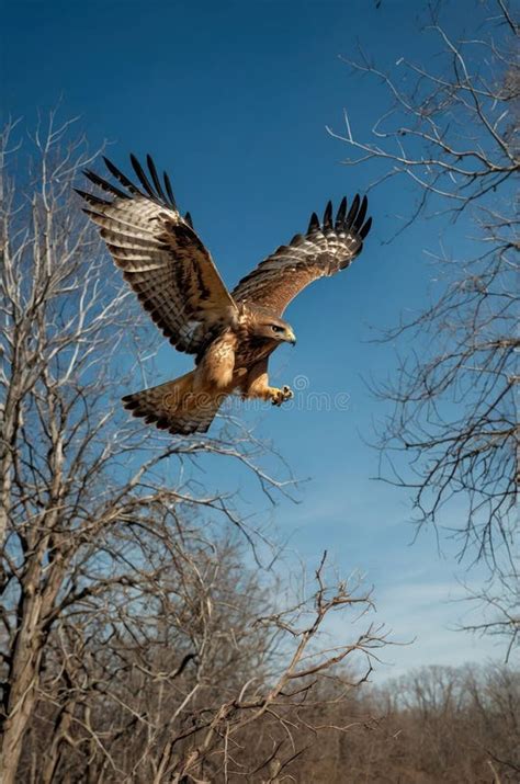 Red Tailed Hawk Soaring Above Leafless Trees In Winter Stock