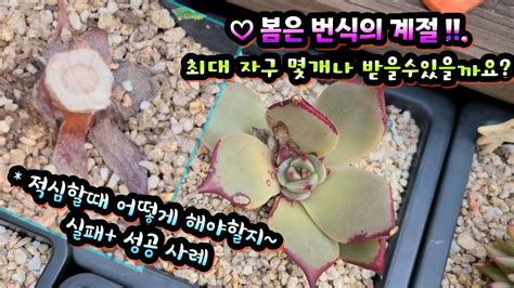 열심히 칼춤추며 번식 연습중♥ 적심하고 꼬물이나오는니 넘나 잼나요 옥상하우스 옥상다육다육 우리연느후레뉴적심마커스핑클루비 Youtube