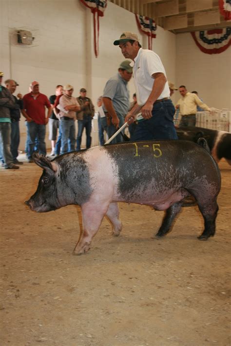 National Swine Registry 2011 National Barrow Show Hampshire Breeding