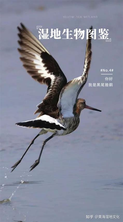 湿地生物图鉴No 4 湿地精灵 黑尾塍鹬 知乎