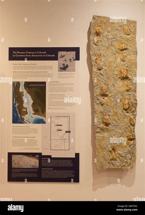 Display Of The Dinosaur Freeway A Fossil Track Site With Dinosaur