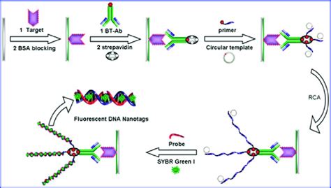 Principle Of A Combined Biotinstreptavidin Rca Label Amplification