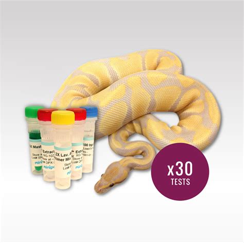 Lavender Albino Dna Test Minipcr Dx
