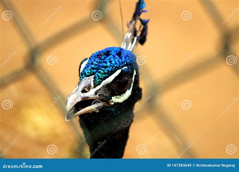 Peacock With Its Mouth Open Stock Image Image Of Decoration Feather