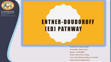 220705180076 Entner Doudoroff Pathwaypptx