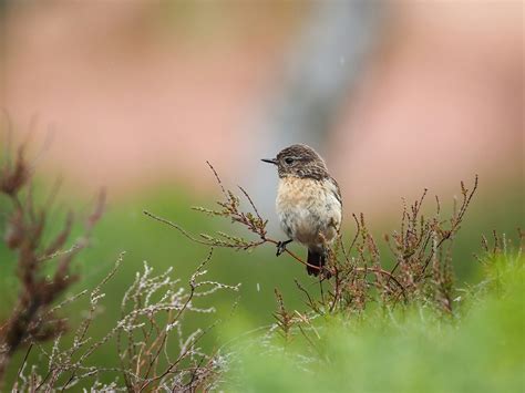 나뭇가지 위에 앉아 있는 작은 새 사진 Unsplash의 무료 자연 이미지