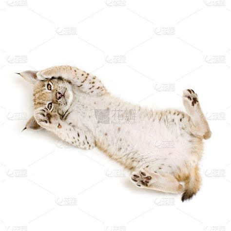 猞猁幼崽（2只）