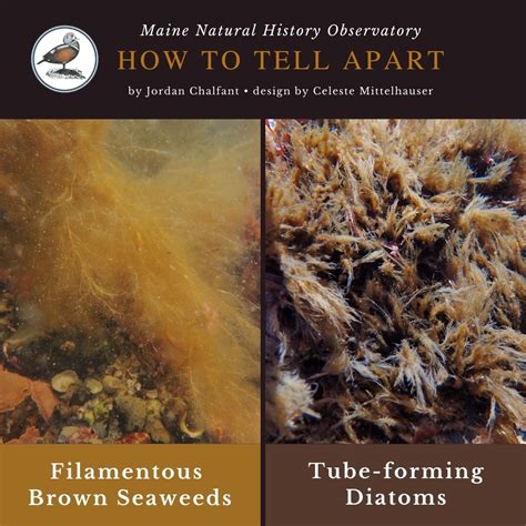 Free Mini Guide Filamentous Brown Seaweeds Vs Tube Forming Diatoms