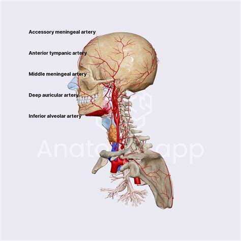 Mandibular Part Of Maxillary Artery Arteries Of The Head And Neck Head And Neck Anatomy