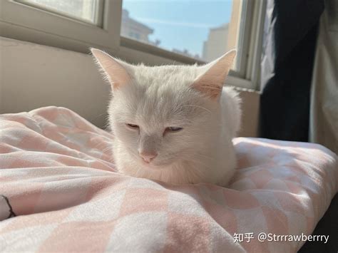 4个月暖暖耗时9天的猫瘟治疗过程 知乎