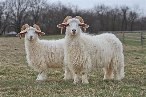 A Complete Guide To Caring For Angora Goats · Vet Verified