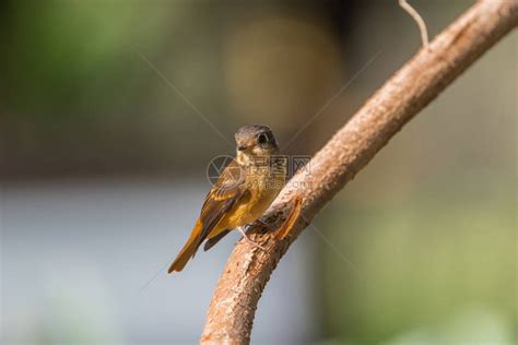 鸟高清图片下载 正版图片505175008 摄图网