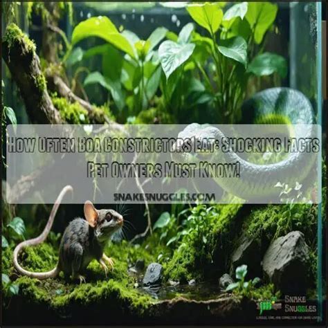 Boa Constrictor Vs Python 10 Key Differences You Need To Know 2024