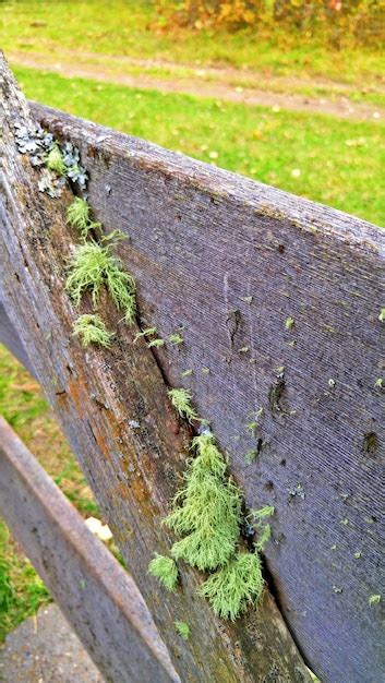 Premium Photo Close Up Of Grassy Field Premium Photo Close Up Of Grassy Field