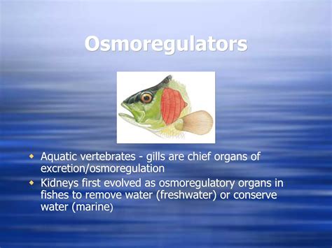Osmoregulation Ppt
