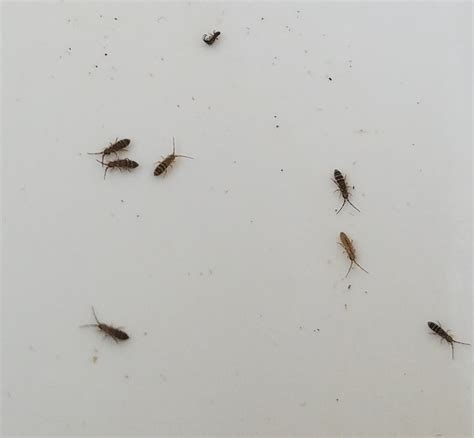 Tiny Black Bugs In Bathroom That Jump