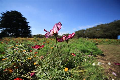 9 25初秋の昭和記念公園その2 よしあきのPHOTO日記