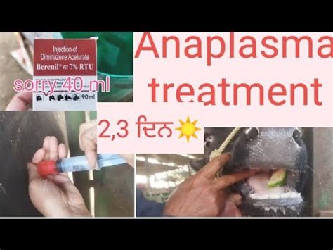 Anaplasma Treatment Second Day And 3days Aur Kin Baton Ka Rakhen Khas