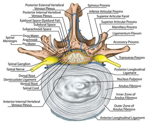 Board 1 Human Skeletal And Nervous System Stock Illustration