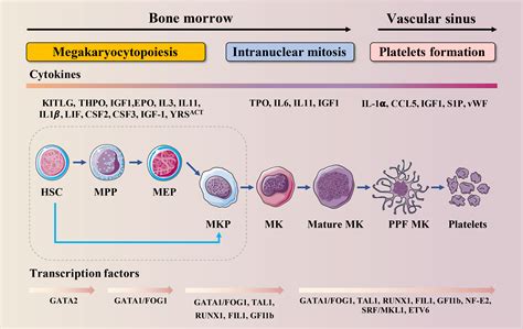 Megakaryocyte Maturation