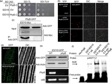 Mutation Of Phytochrome B Promotes Resistance To Sheath Blight And