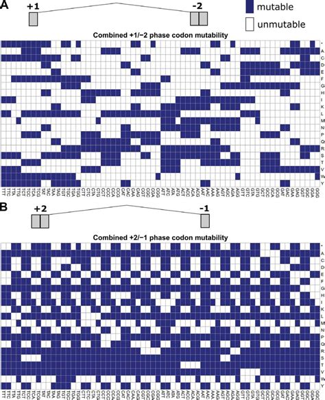 Mutability Of Codons Straddling Two Exons To Different Amino Acids Download Scientific Diagram