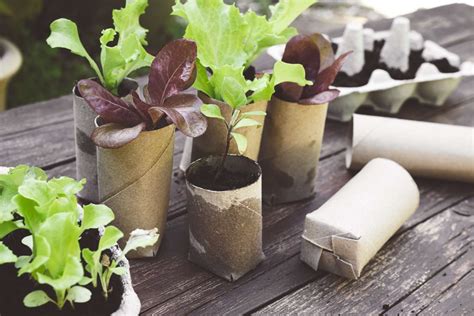 4 Ways To Reuse Old Toilet Paper Tubes In Your Yard Straight From Pros