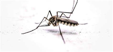Travel Health Your Guide To Malaria Prophylaxis And Prevention Uk