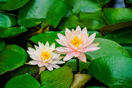 水中莲花图片 水中莲花素材图片大全 摄图网