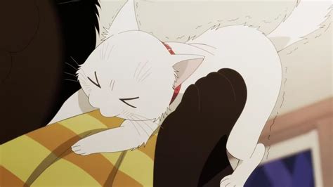 انیمه گربه استاد کار امروز دوباره افسرده شده قسمت 9 با زیرنویس چسبیده