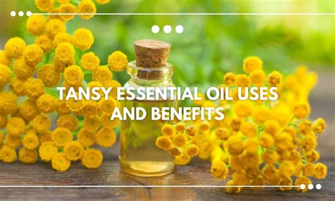 Tansy Essential Oil Uses And Benefits Balm Aromatherapy