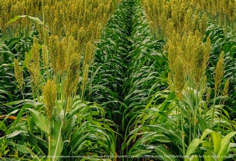 Kassala Sudan Trackstick