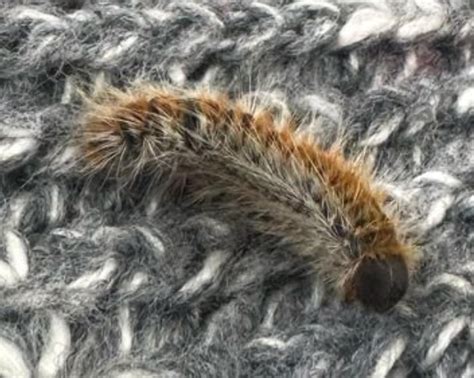 Rasheshives After Bite Rinsects