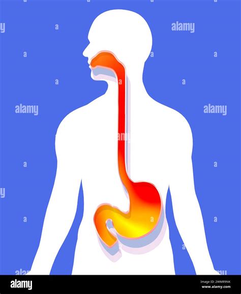 Digestive System Esophagus Drawing